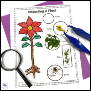 The Best Plant Life Cycle Activities For Kids In 2021 - Firstieland ...