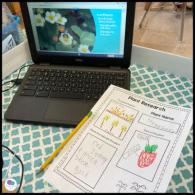 The Best Plant Life Cycle Activities For Kids In 2021 - Firstieland ...