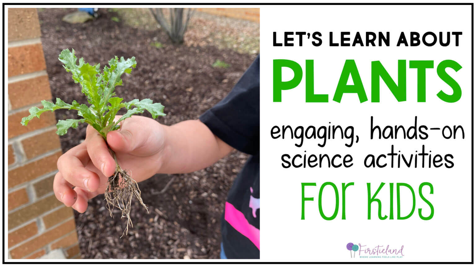 The Best Plant Life Cycle Activities For Kids In 2021 - Firstieland ...