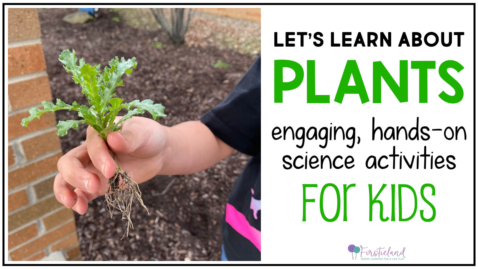 The Best Plant Life Cycle Activities For Kids In 2021 - Firstieland ...