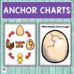 Life Cycle Of A Chicken | All About Chickens | Kindergarten First Grade ...