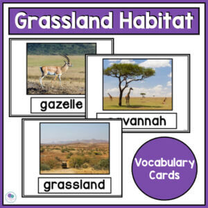 Grassland Habitat - Animal Habitats - Firstieland - First Grade Teacher ...